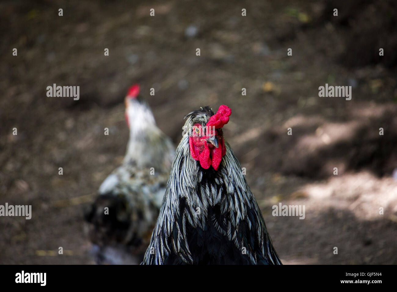 Cute farm chicken portrait Stock Photo - Alamy