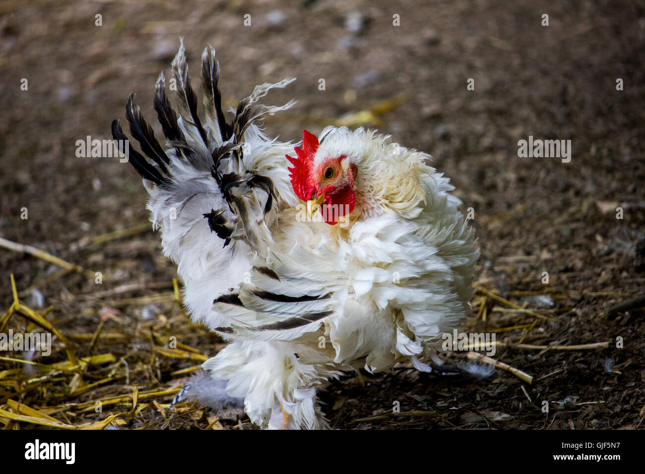 Chicken cleaning it's wings Stock Photo - Alamy