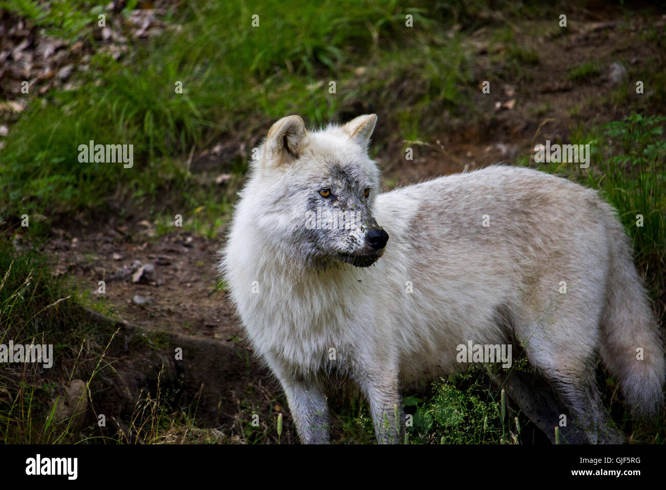 White wolf in the forest Stock Photo - Alamy