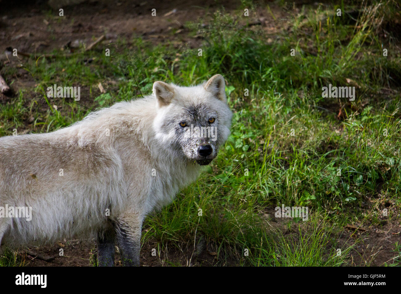 Drool tongue hi-res stock photography and images - Alamy