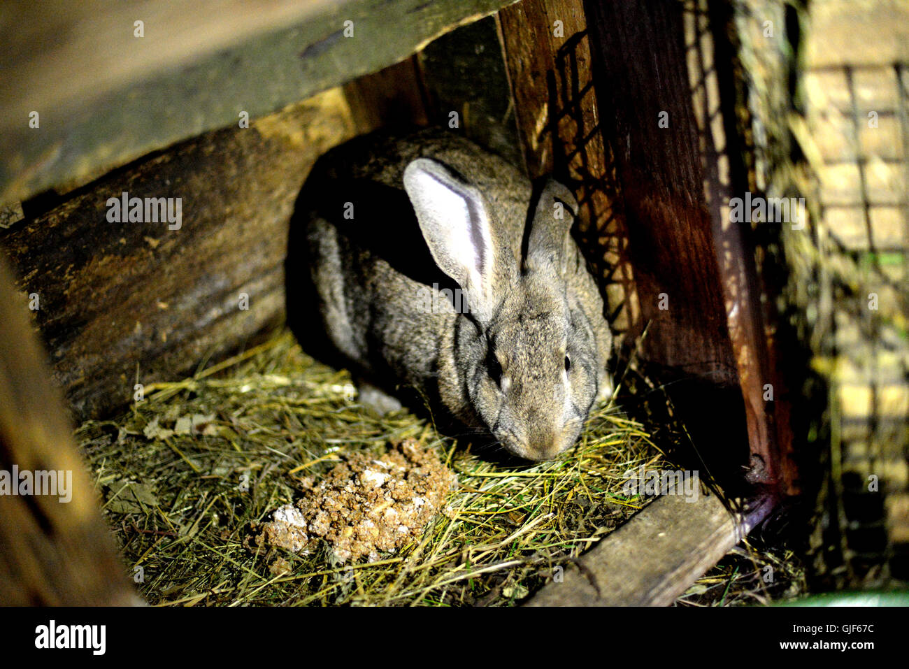 Rabbit in cage, getting food Stock Photo - Alamy