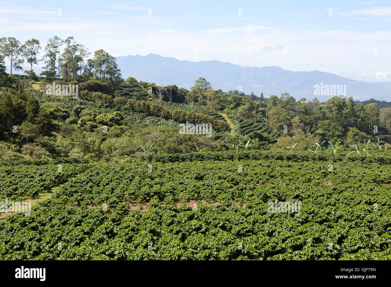 Coffee plantation hi-res stock photography and images - Alamy