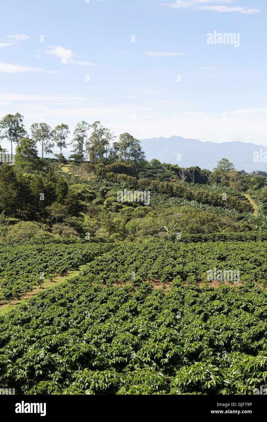 Costa Rica coffee plantation and landscape, Poas, Costa Rica Central ...