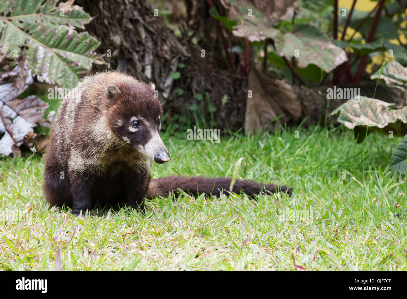 A White-Nosed Coati, or Coatimundi ( Nasua narica ); Costa Rica ...