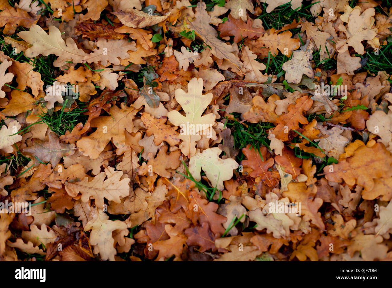 Crunch leaves hi-res stock photography and images - Alamy