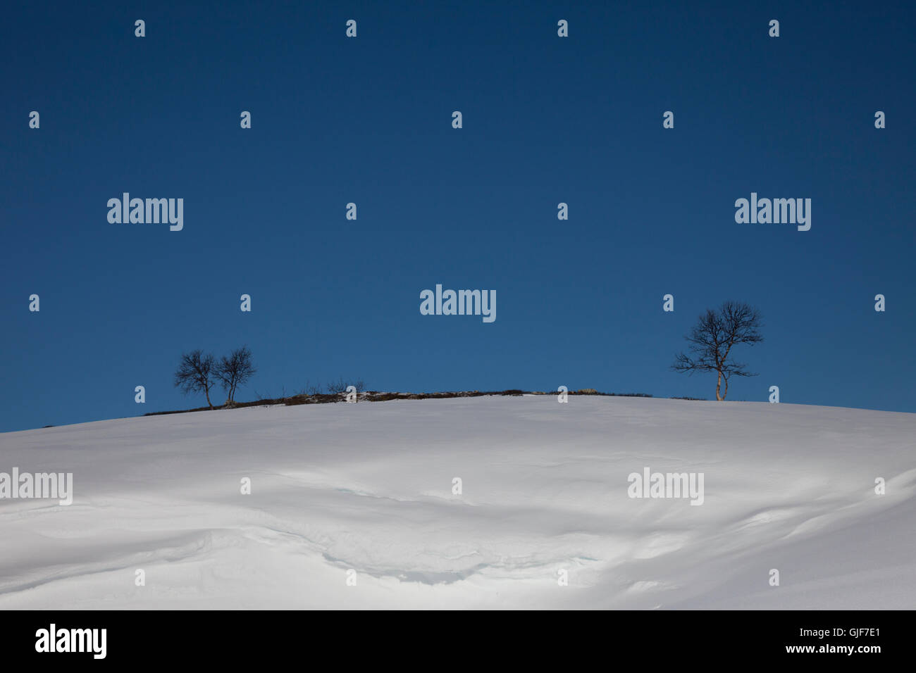 Horizon line with tree in Funasdalen, Sweden, Europe Stock Photo - Alamy