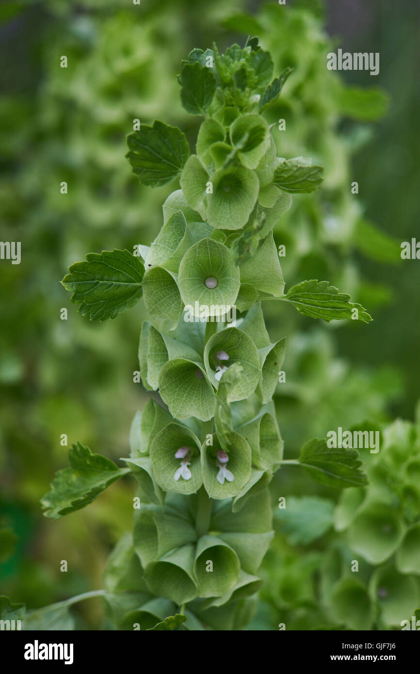 Moluccella laevis hi-res stock photography and images - Alamy