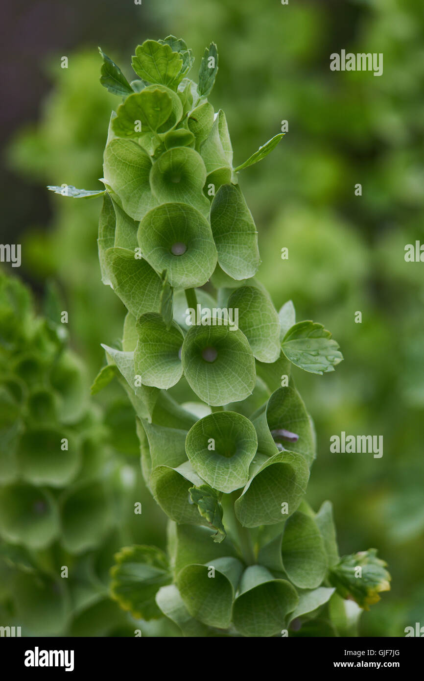 Molucca flower hi-res stock photography and images - Alamy