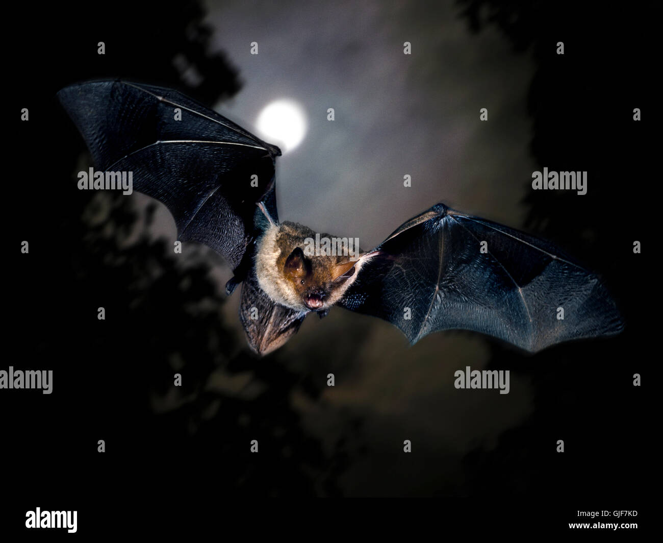 Moon With Bat High Resolution Stock Photography and Images - Alamy