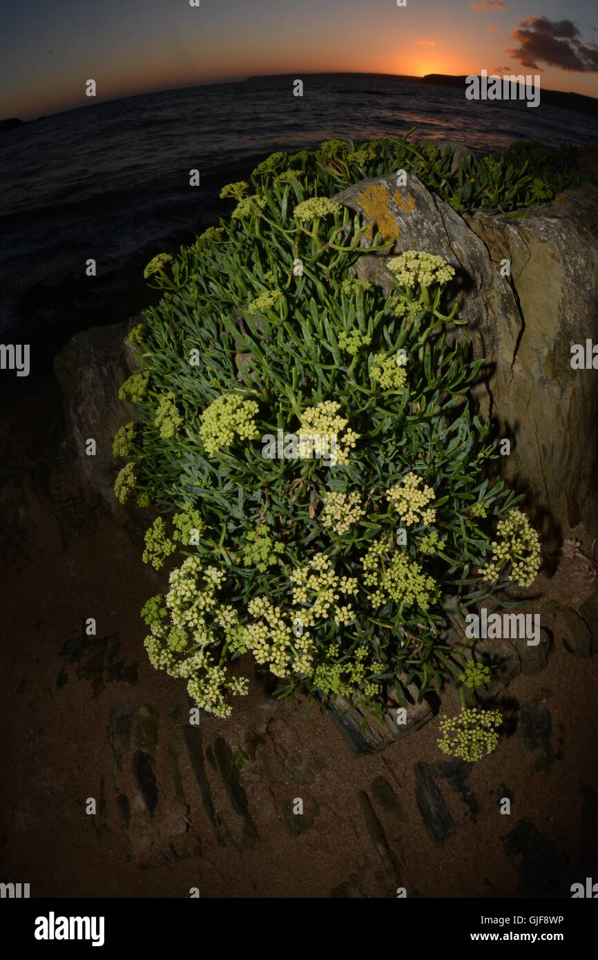 Devon sunset hi-res stock photography and images - Alamy