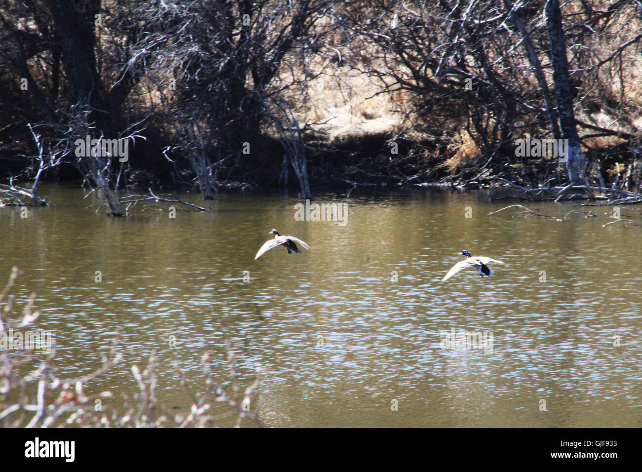 Ducks landing on a pond Stock Photo - Alamy