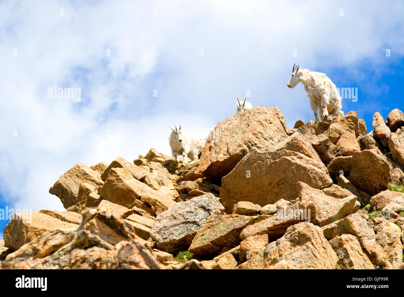 Threemountain goats hi-res stock photography and images - Alamy