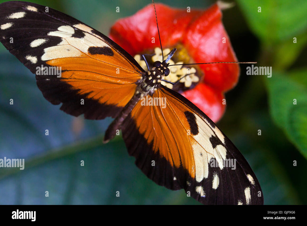 Insect insects wildlife panama hi-res stock photography and images - Alamy