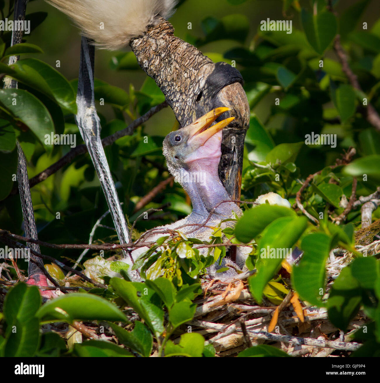 Baby woodstork with a gullet full of fish looking very satisfied with ...