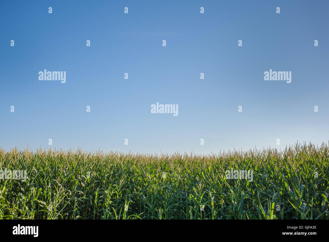 Wide shot of corn growing in a farm field under a cloudless blue sky on ...