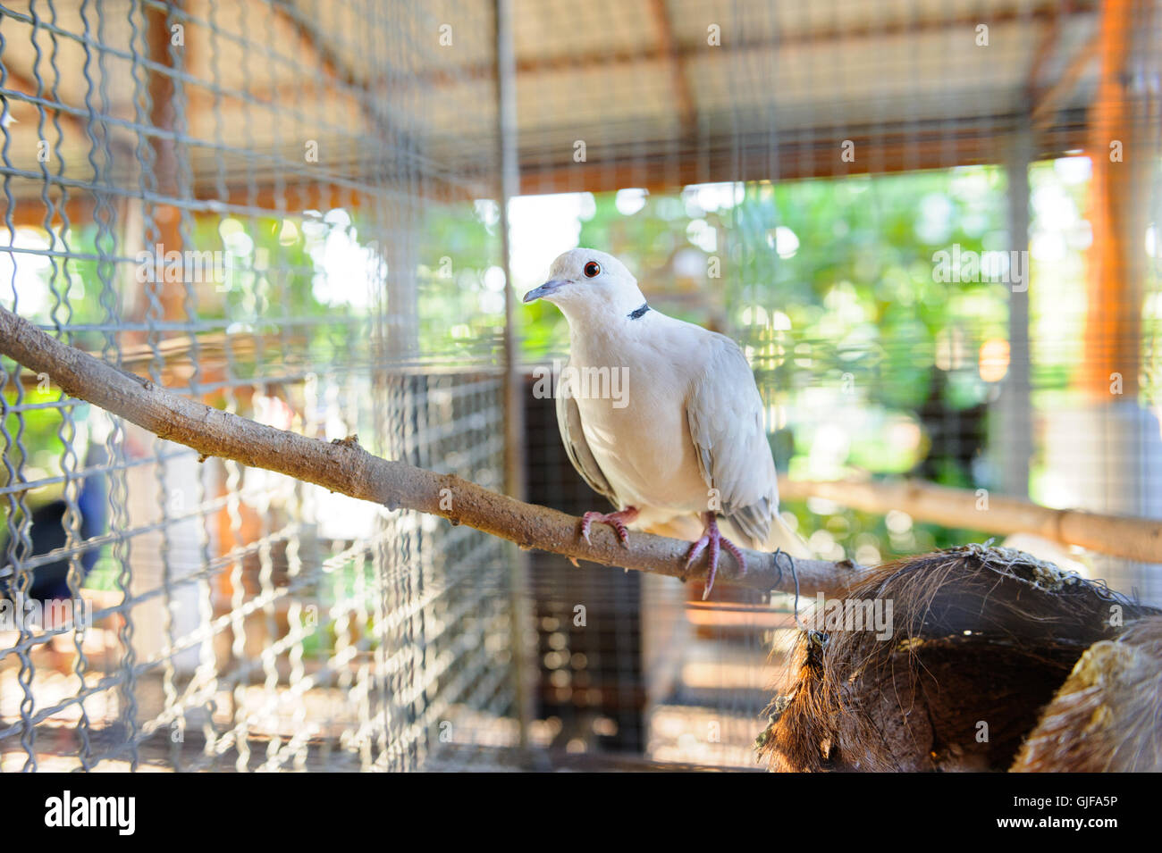 closeup white pigeon in birdcage Stock Photo - Alamy