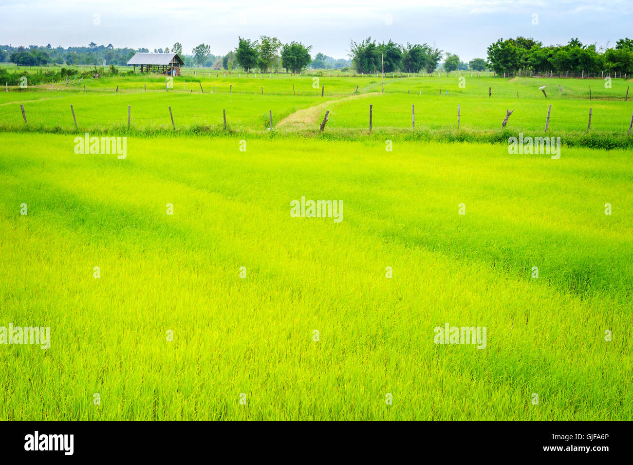 Rice paddy field hi-res stock photography and images - Alamy