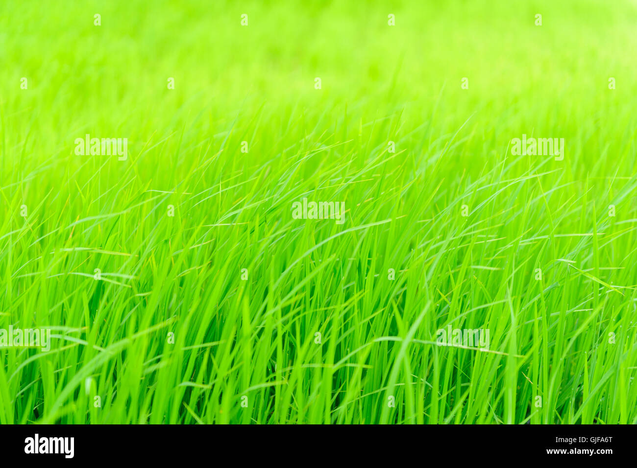 Agriculture paddy hi-res stock photography and images - Alamy