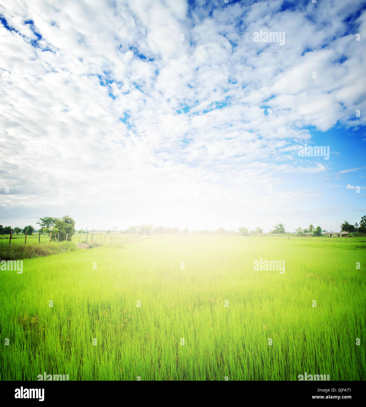 landscape of rice paddy field with lighting effect Stock Photo - Alamy