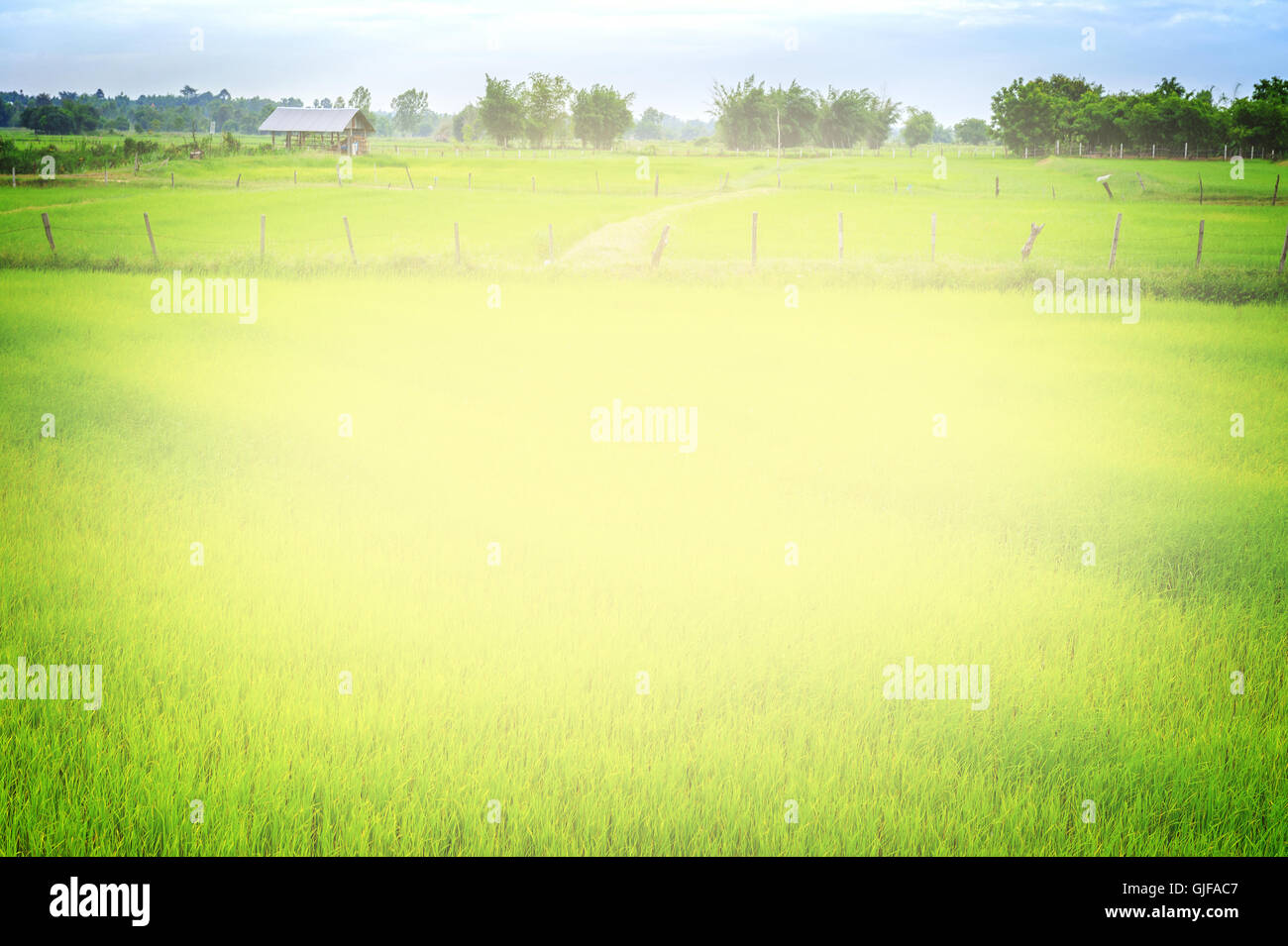 landscape of rice paddy field Stock Photo - Alamy