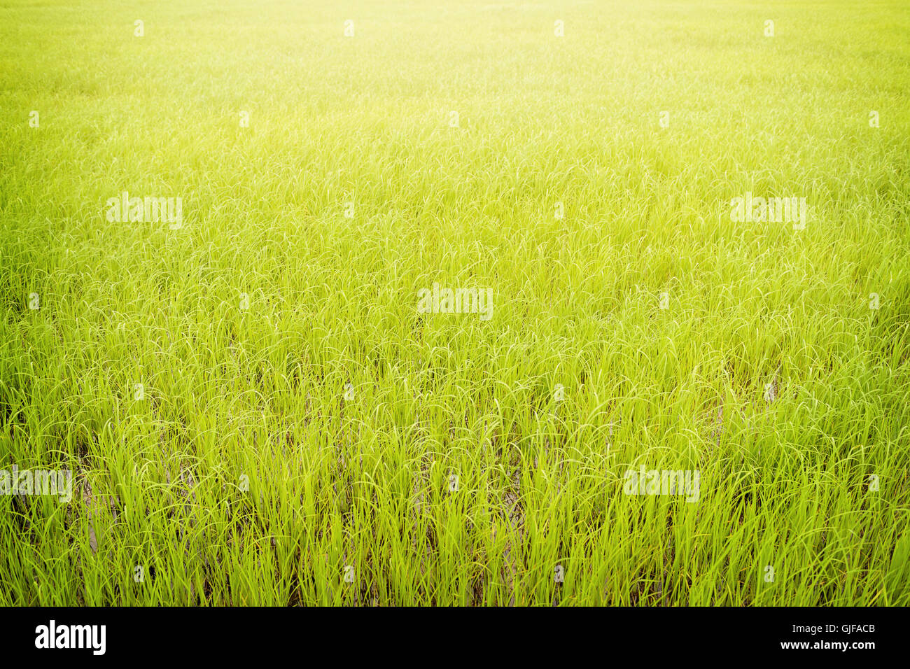Rice paddy field hi-res stock photography and images - Alamy