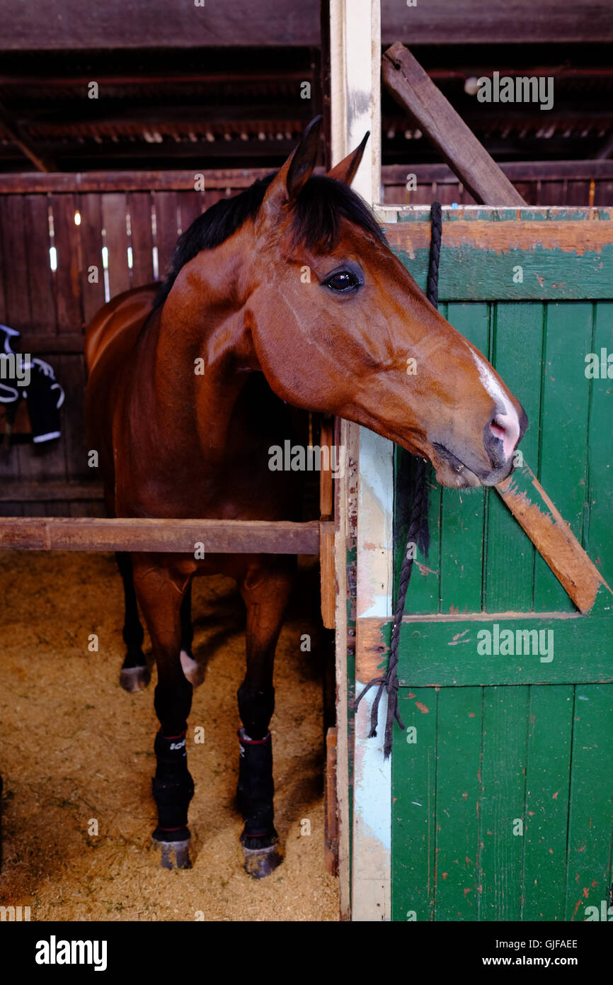 Royal horse stables hi-res stock photography and images - Alamy