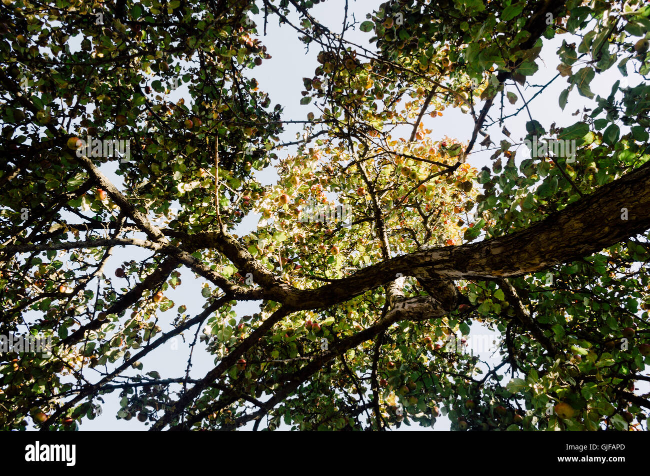 Apple tree abundance sky Stock Photo - Alamy
