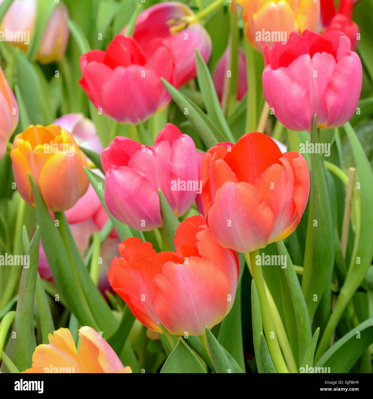 Blossom tulip in the spring garden with natural light and soft ...