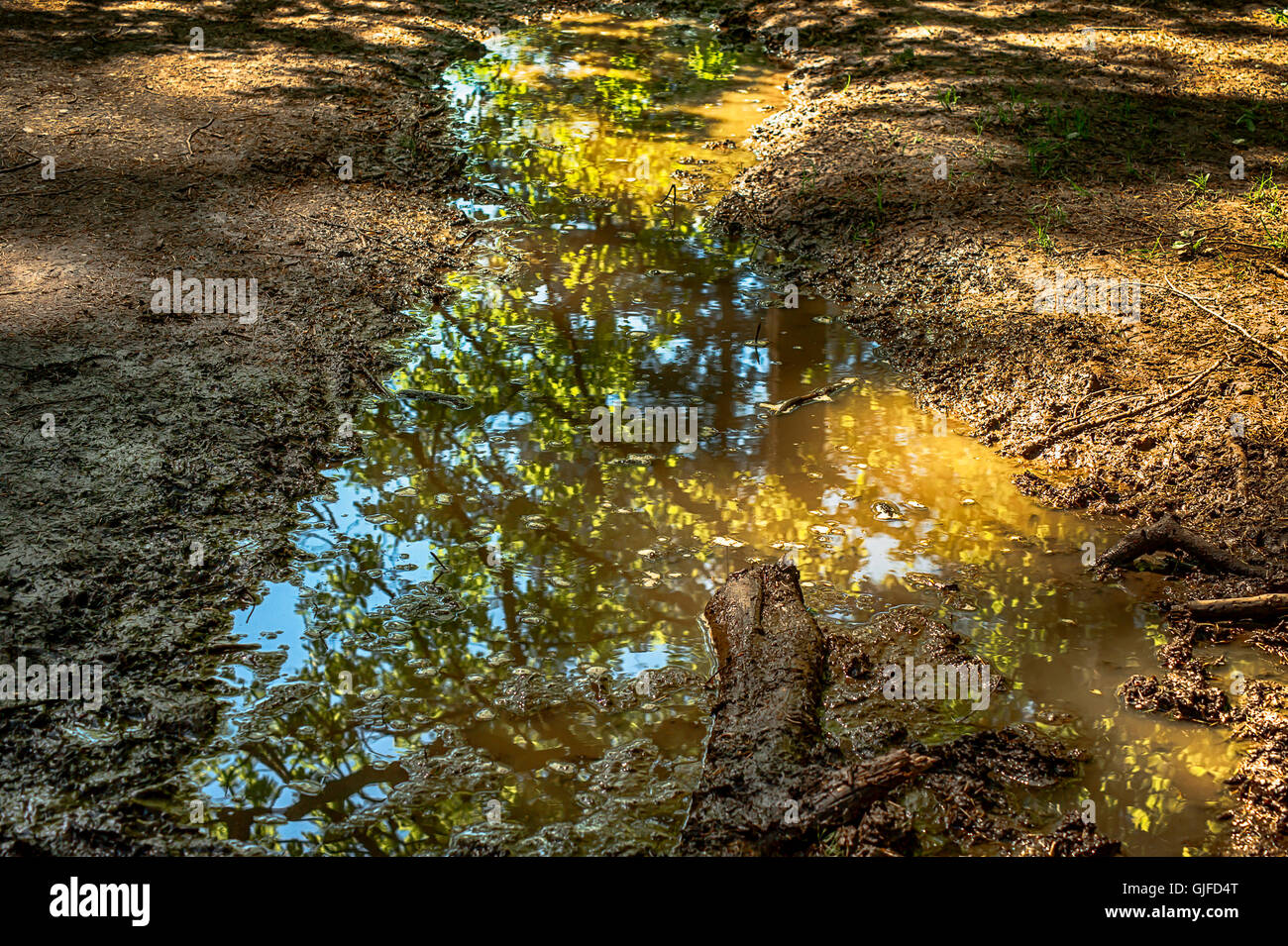 Green tree reflection hi-res stock photography and images - Alamy