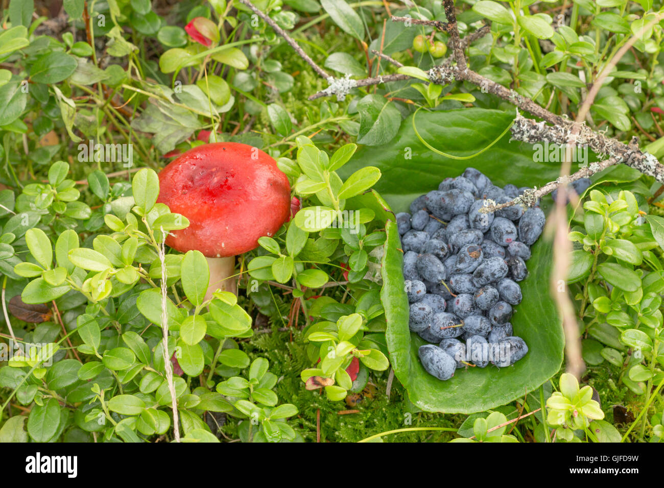 russula and blue berries on grass with fern leaves and cranberries ...