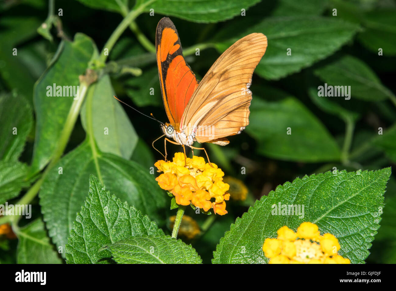 Little Yellow Butterflies High Resolution Stock Photography and Images ...