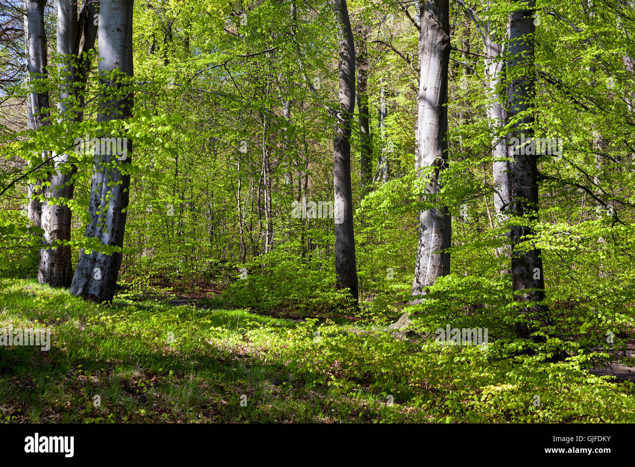 Wolin National Park, beech trees, Pomerania, Poland, Europe Stock Photo ...