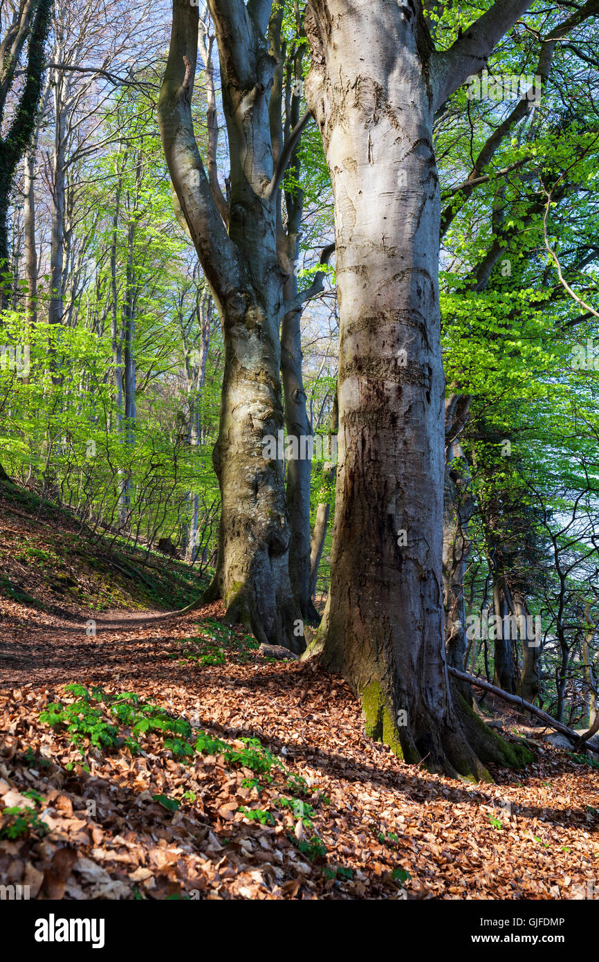 Wolin National Park, beech trees, Pomerania, Poland, Europe Stock Photo ...