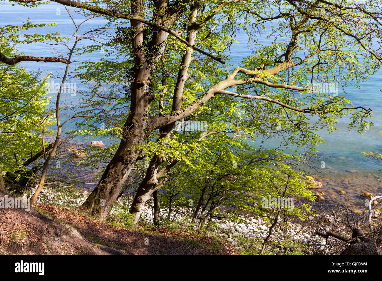 Cliff on the Baltic Sea, deciduous trees, Wolin, Poland Stock Photo - Alamy