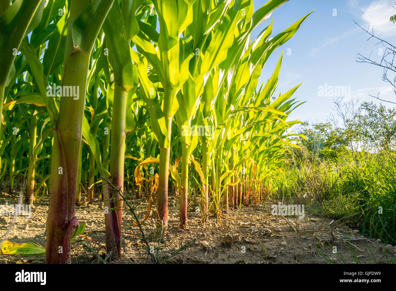 Vibrant corn plants hi-res stock photography and images - Alamy