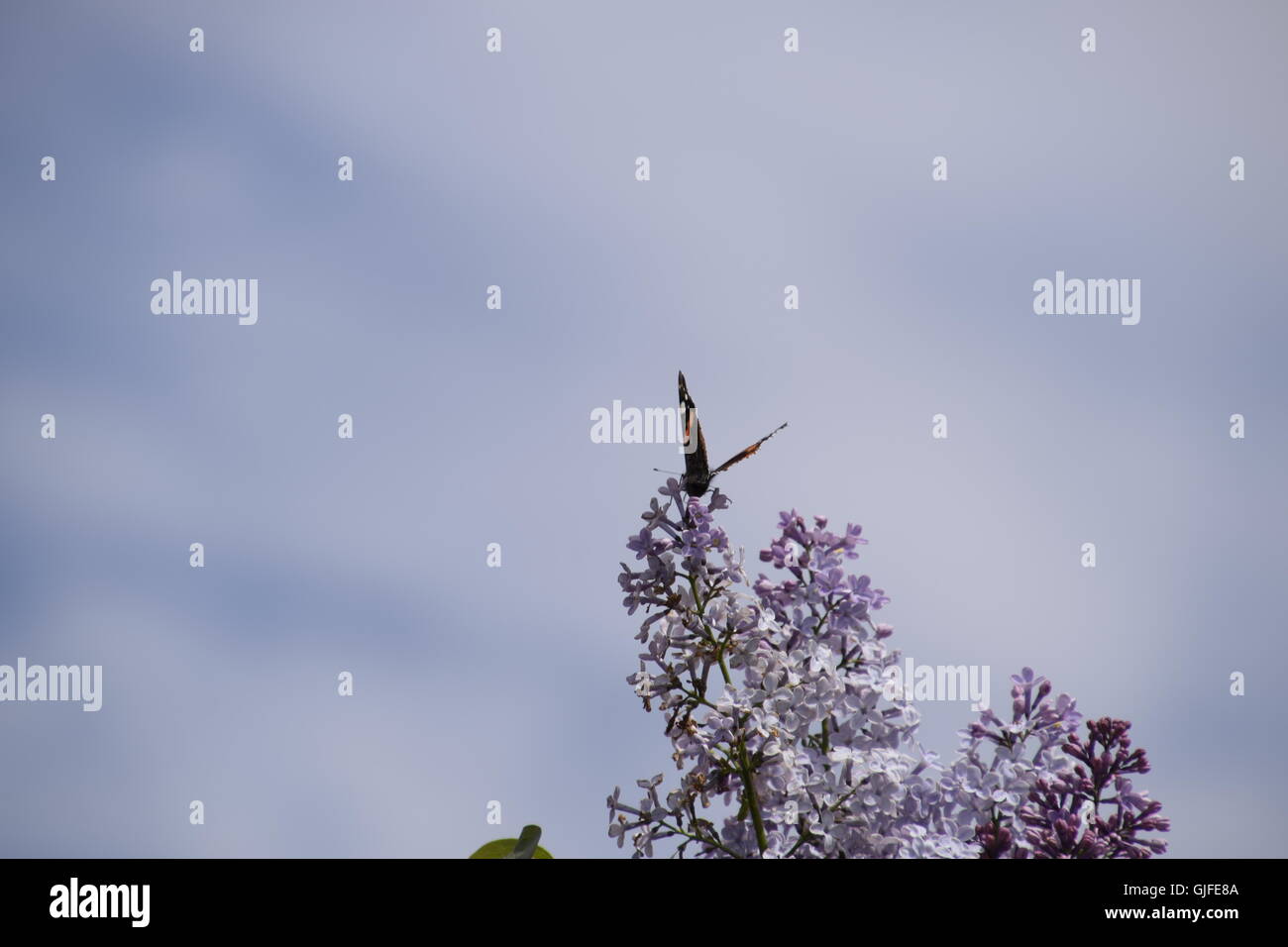 Lilac flowers on the branches of a butterfly admiral. Insect ...