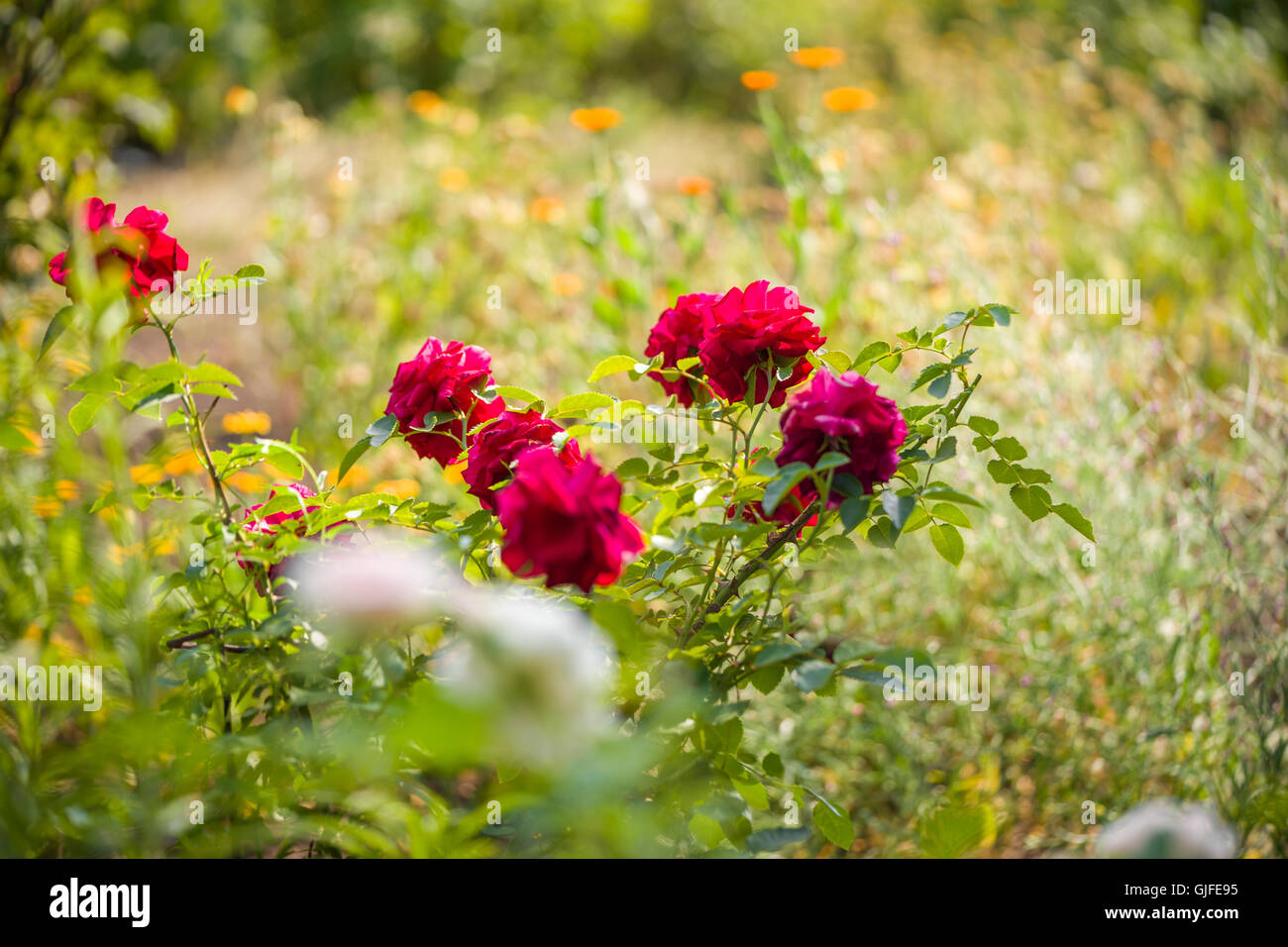 Roses in nature, close-up Stock Photo - Alamy