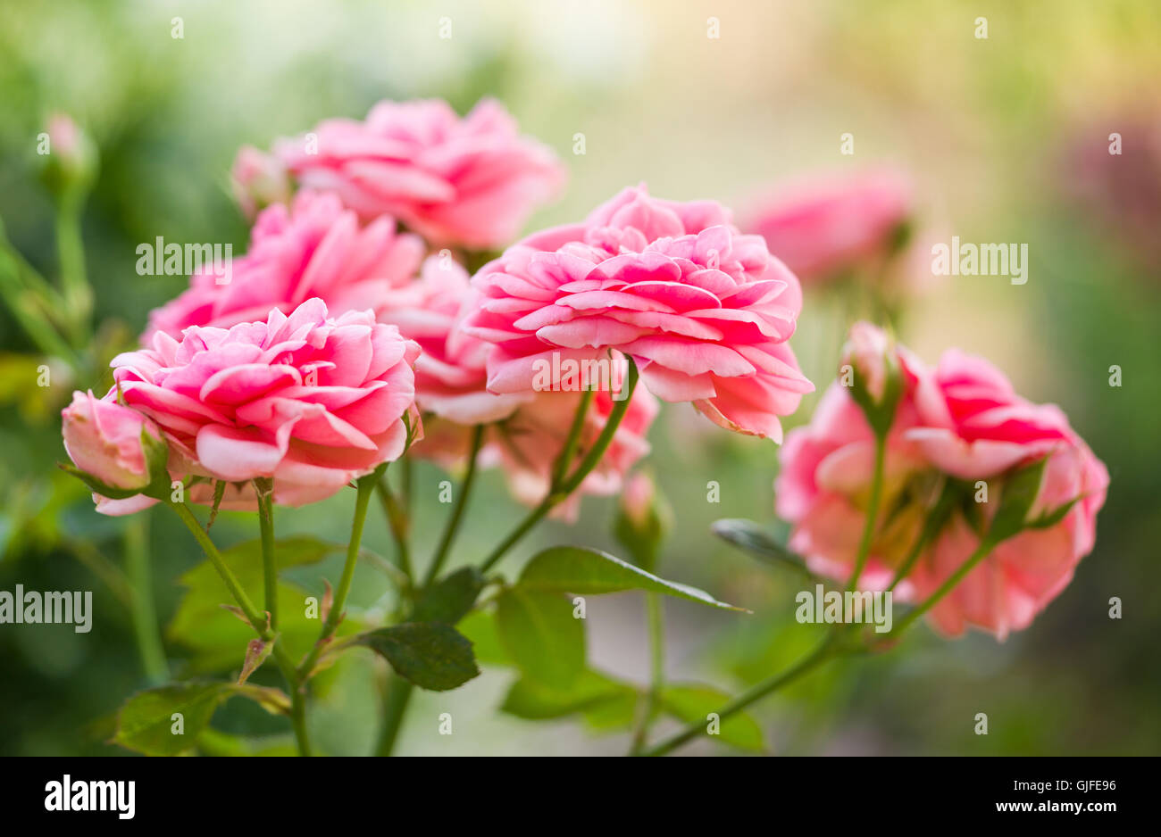 Roses in nature, close-up Stock Photo - Alamy