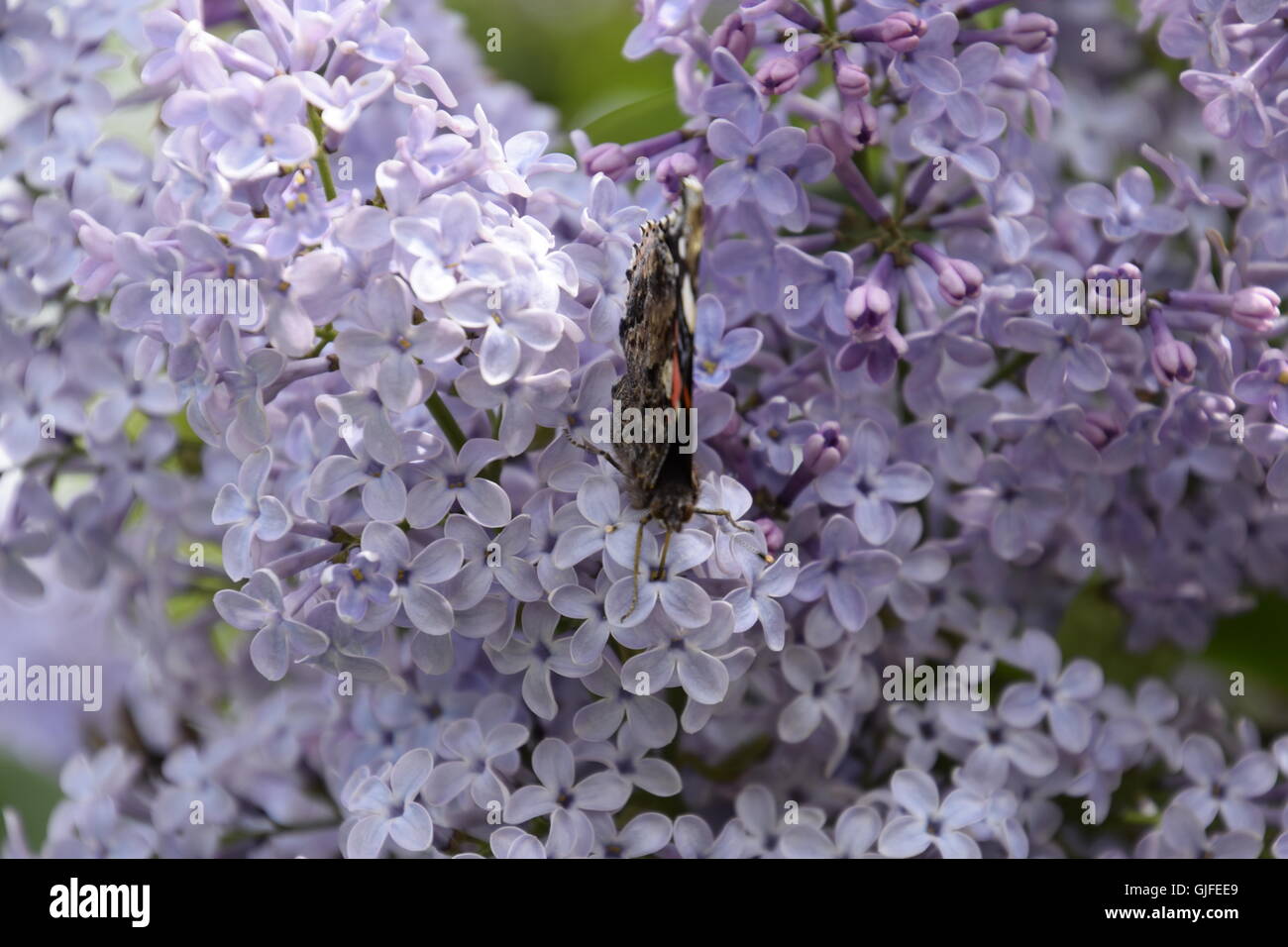 Lilac flowers on the branches of a butterfly admiral. Insect ...