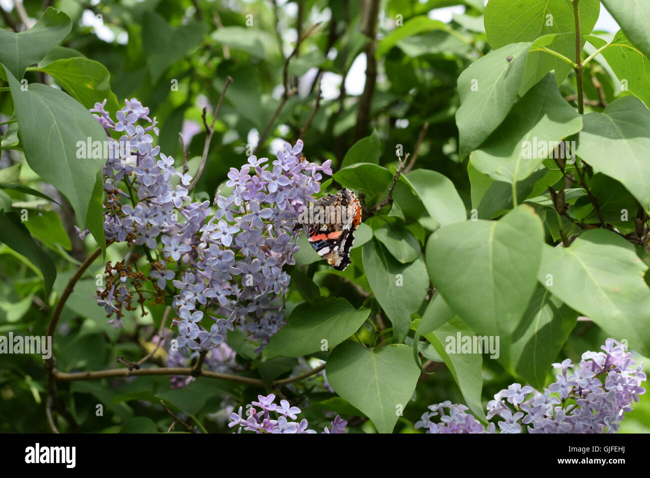 Lilac flowers on the branches of a butterfly admiral. Insect ...