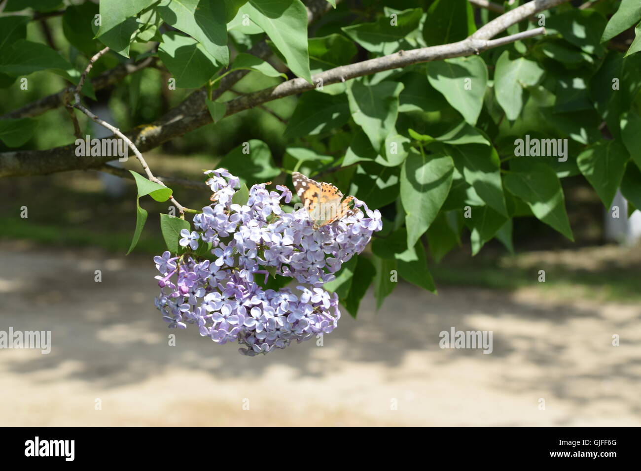 Butterfly rash on lilac colors. Insect pollinators Stock Photo - Alamy