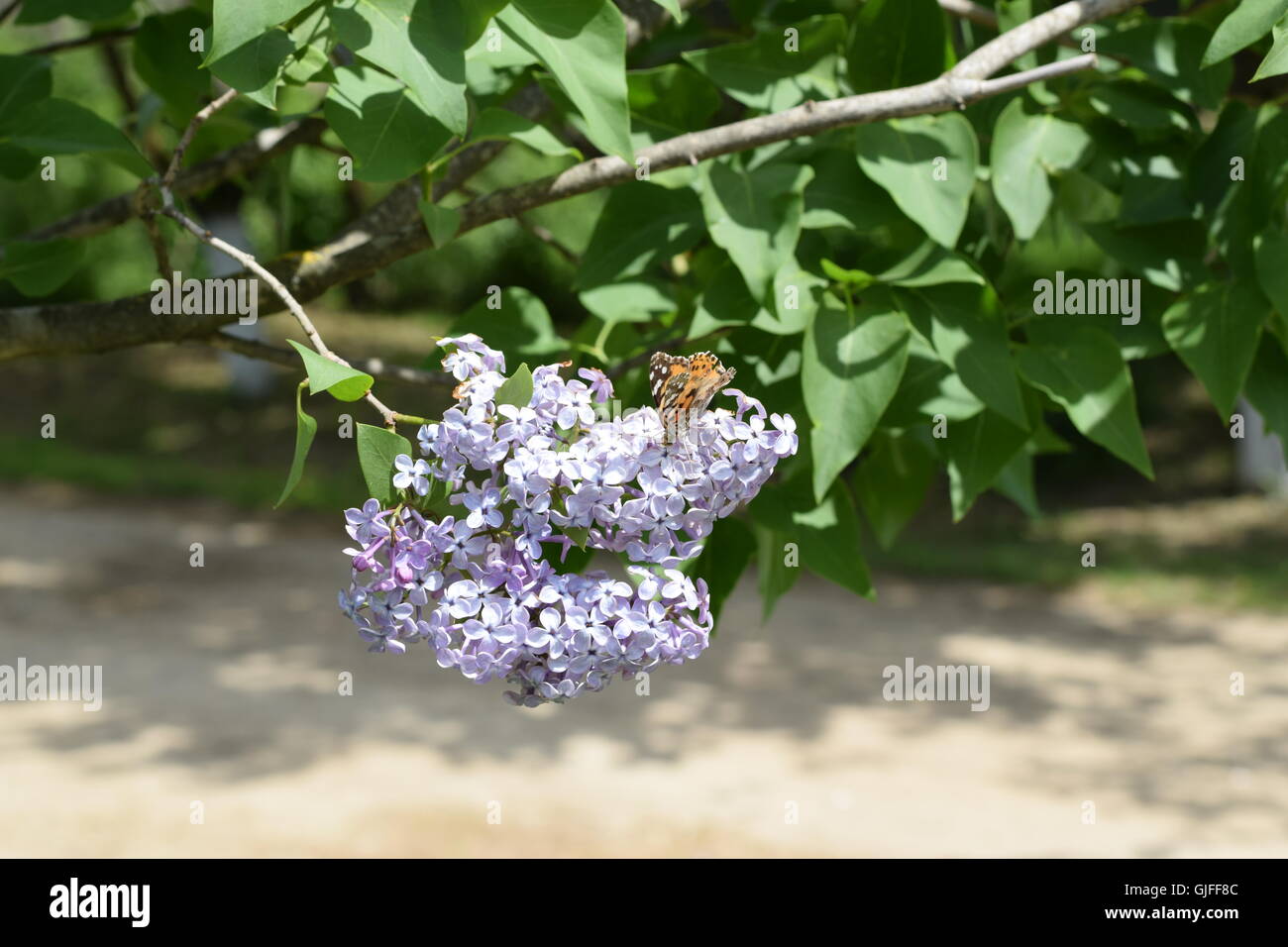 Butterfly rash on lilac colors. Insect pollinators Stock Photo - Alamy
