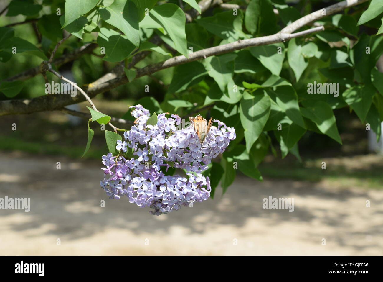 Butterfly rash on lilac colors. Insect pollinators Stock Photo - Alamy