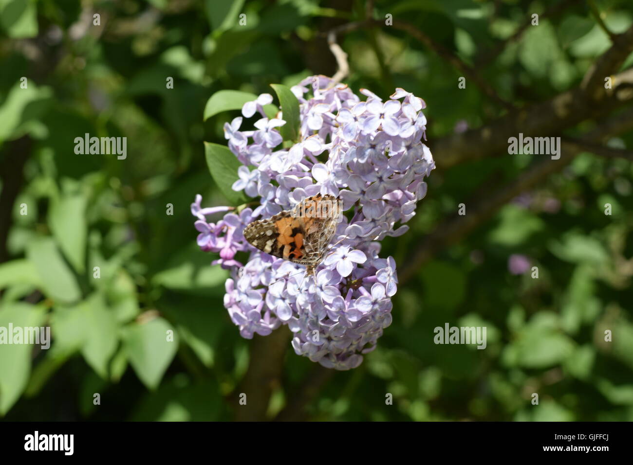 Butterfly rash on lilac colors. Insect pollinators Stock Photo - Alamy