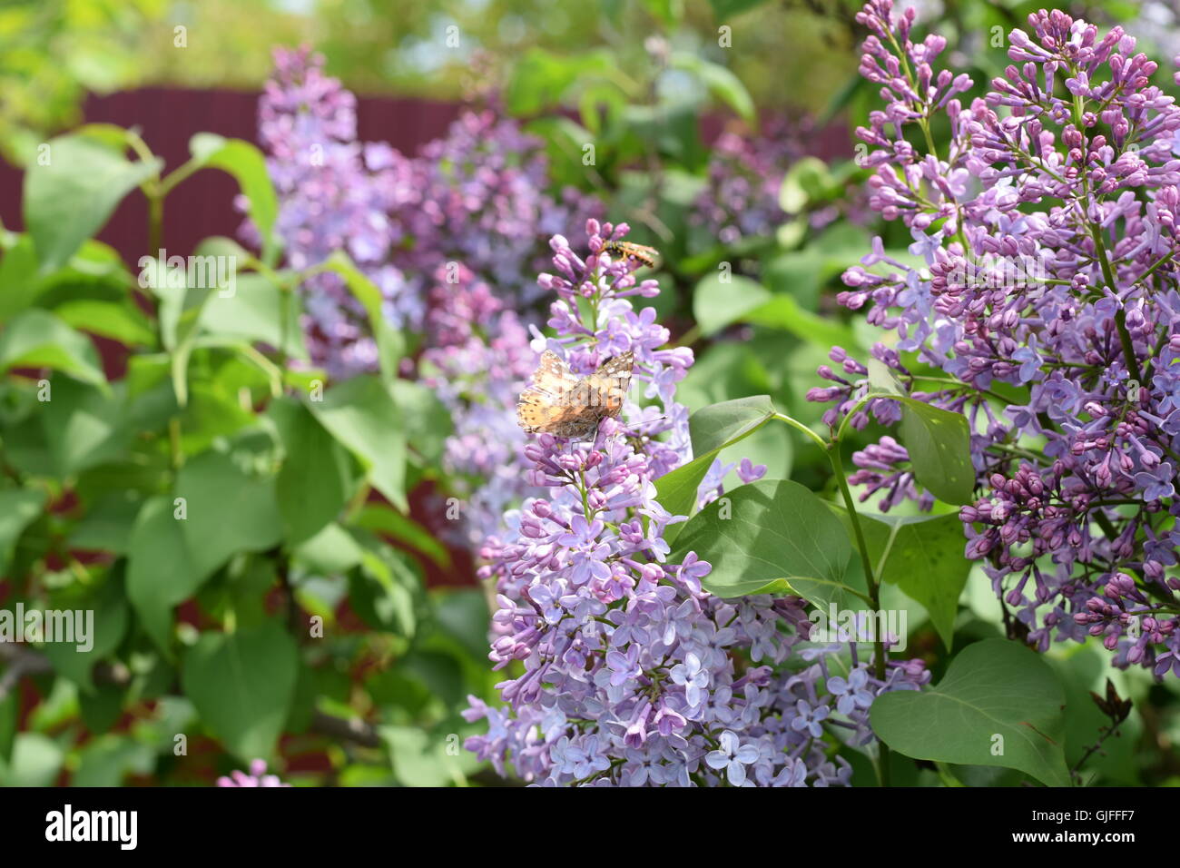 Butterfly rash on lilac colors. Insect pollinators Stock Photo - Alamy