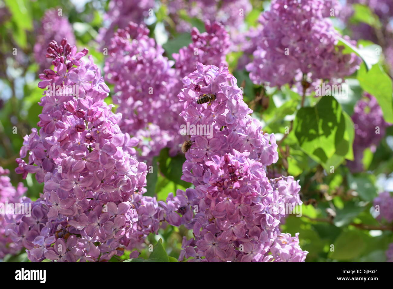 Beautiful purple lilac flowers outdoors. Lilac flowers on the branches ...