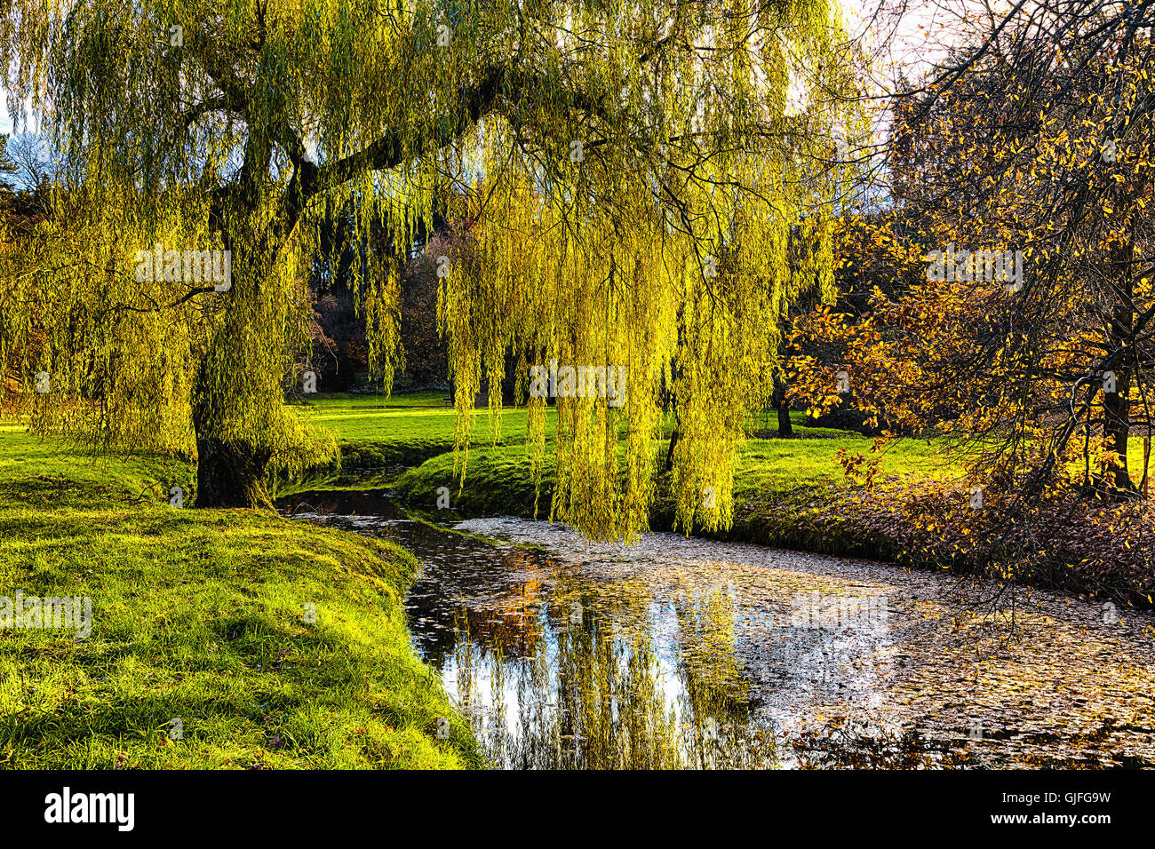 Willow tree hi-res stock photography and images - Alamy