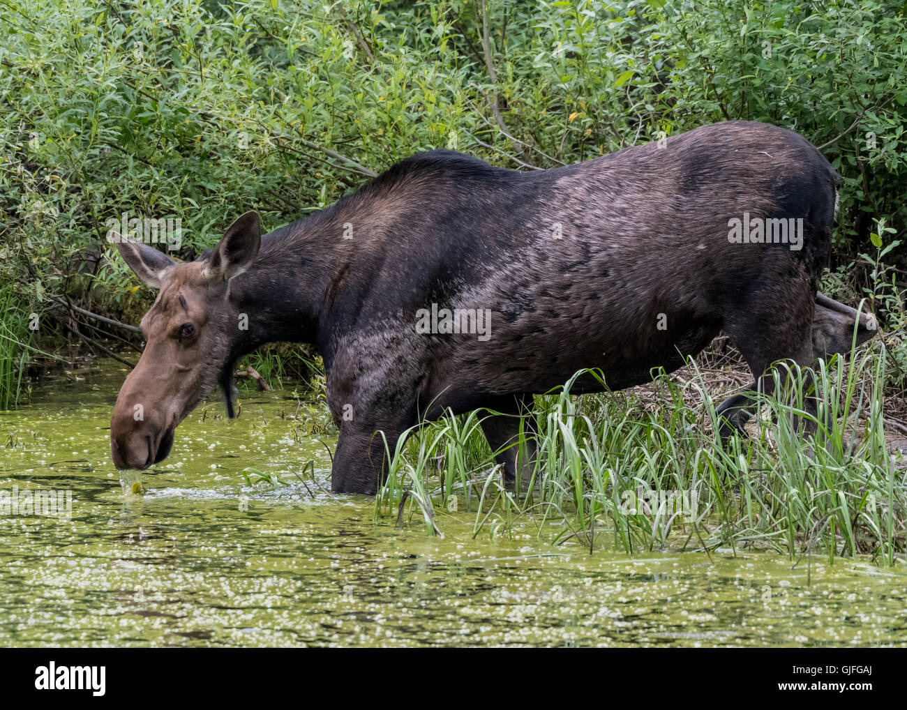 Female moose hi-res stock photography and images - Alamy