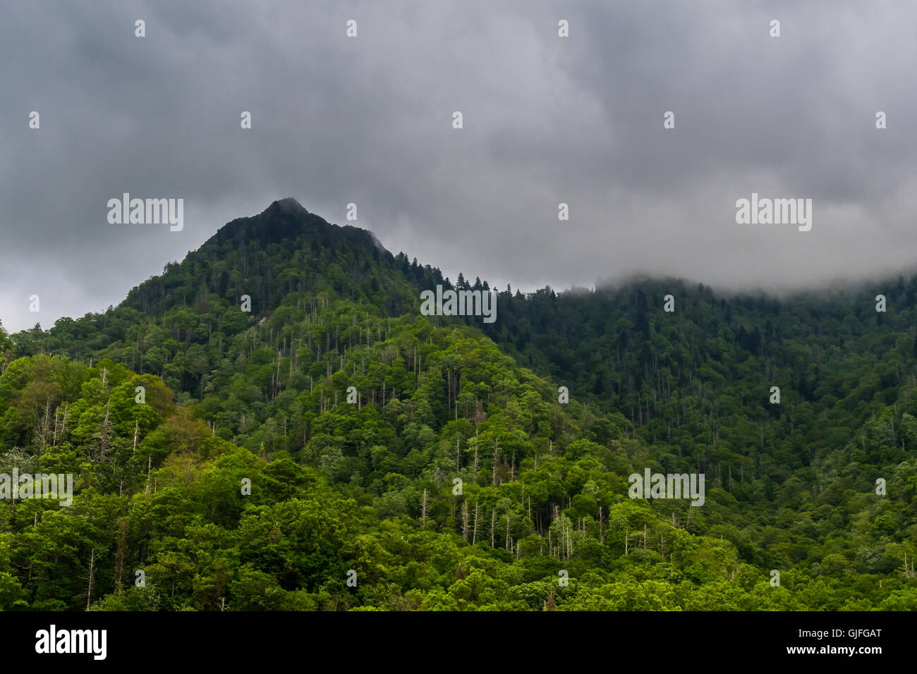 Fog Rolls in Over Mount Mingus in the Smokies in summer Stock Photo - Alamy