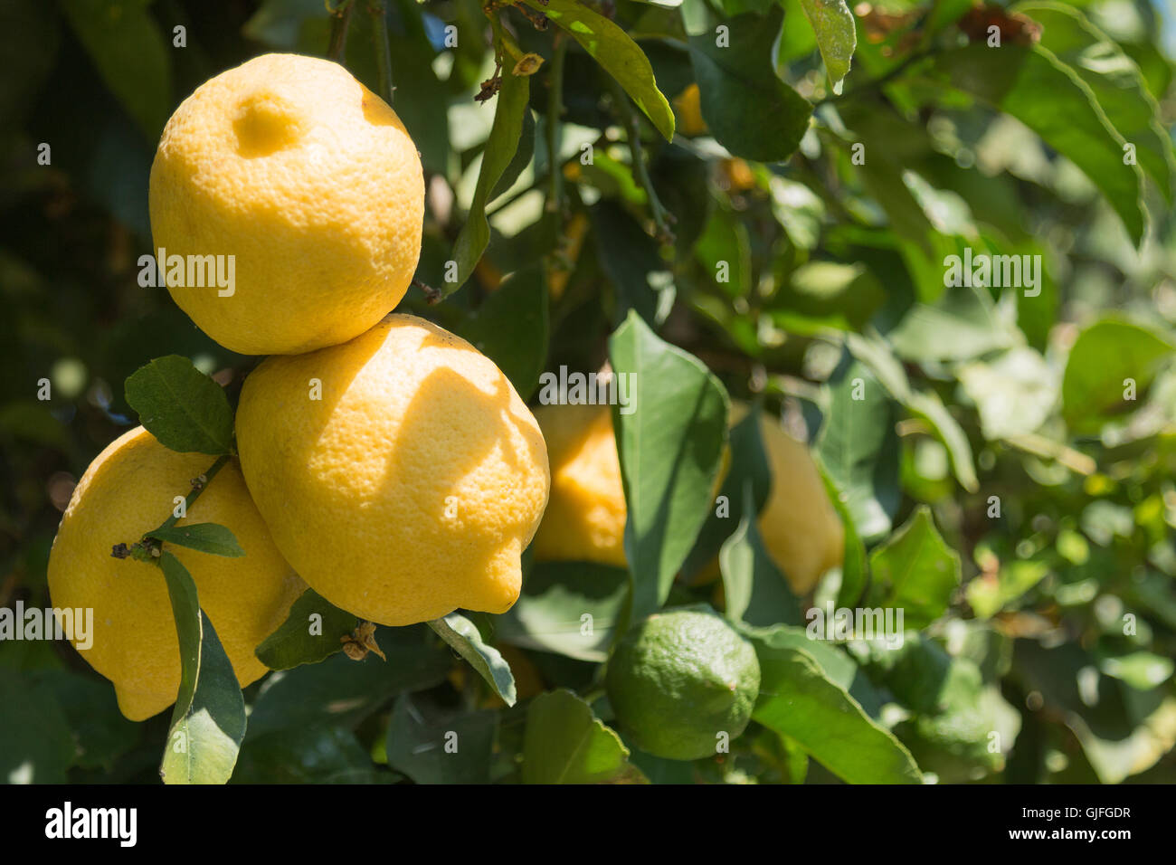 Lemons, ripe and not, clustered on a tree Stock Photo - Alamy